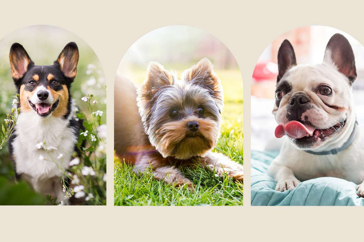 Top 10 Trending Dog Breeds in India 2023 — CITY PET